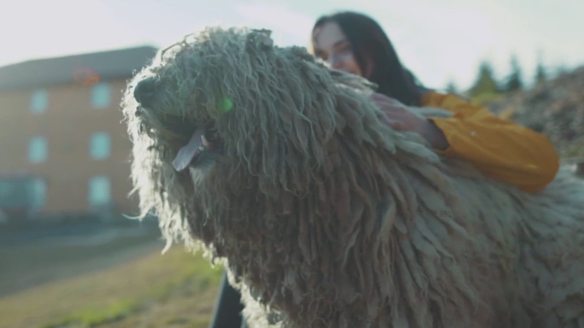 Canine Tabs Plus Advanced Multivitamins for Dogs – 365 Count – Pet MD Store